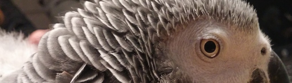 tessa-banner – Birdline Parrot Rescue