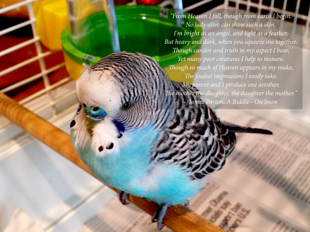 January – Birdline Parrot Rescue