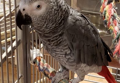 Birdline Parrot Rescue – Rescue, Rehabilitation, Education, Adoption